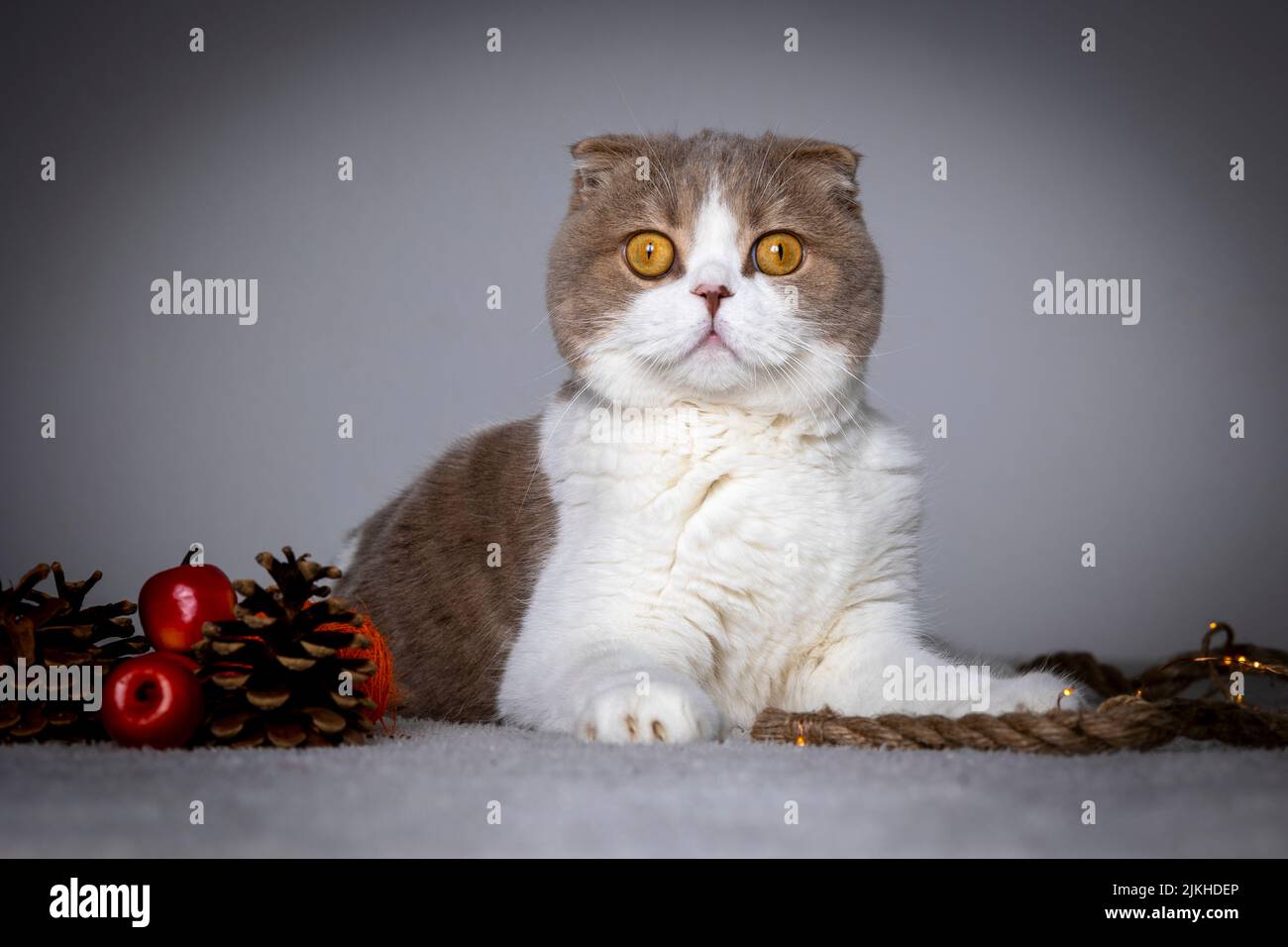 A funny Scottish Fold breed cat posing in gray wall background Stock ...