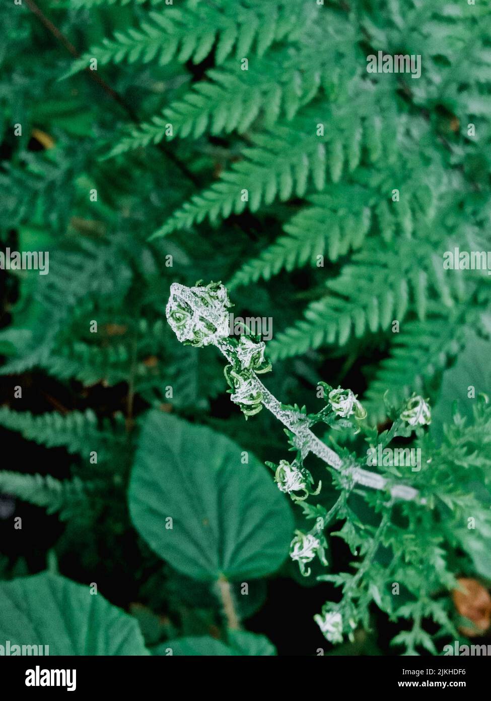 A vertical shot of an eagle fern (Pteridium aquilinum) with buds Stock ...