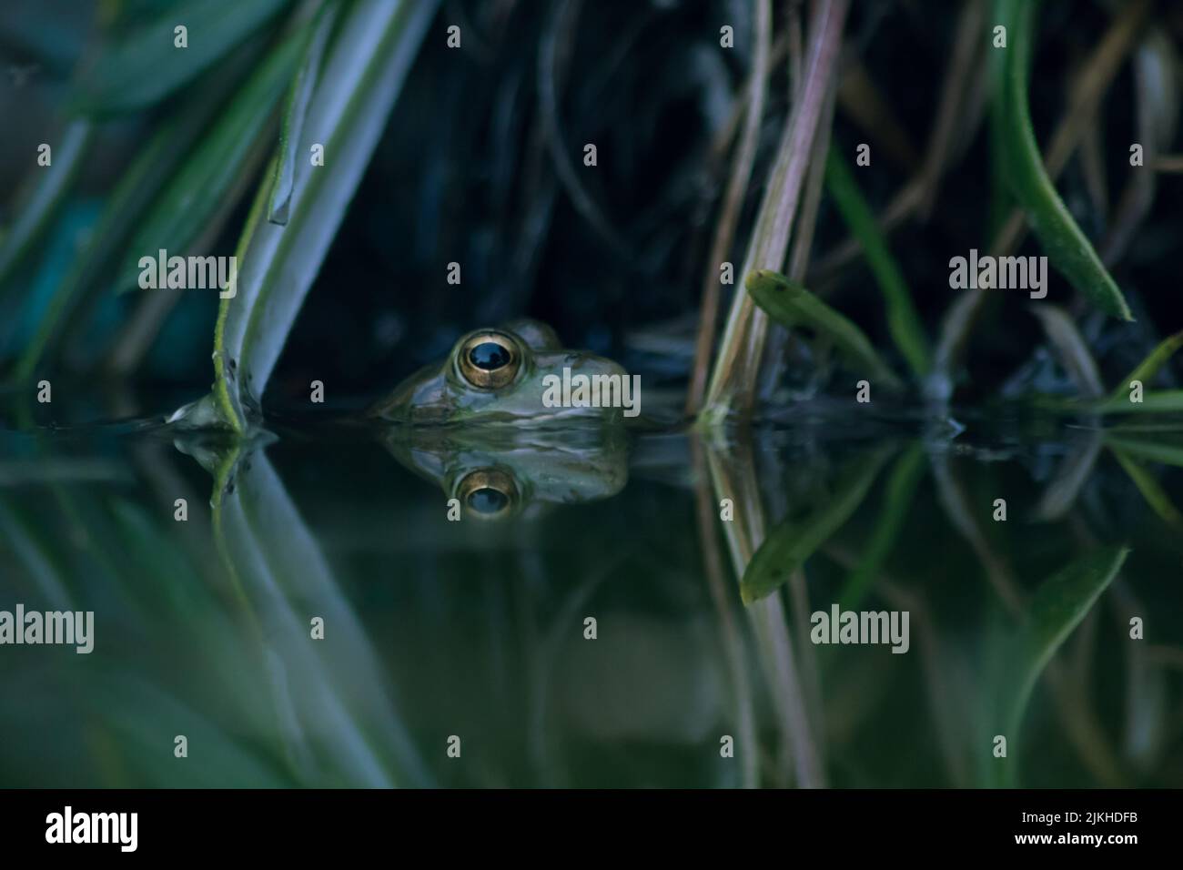 A closeup of a cute frog looking from a reflective water Stock Photo ...