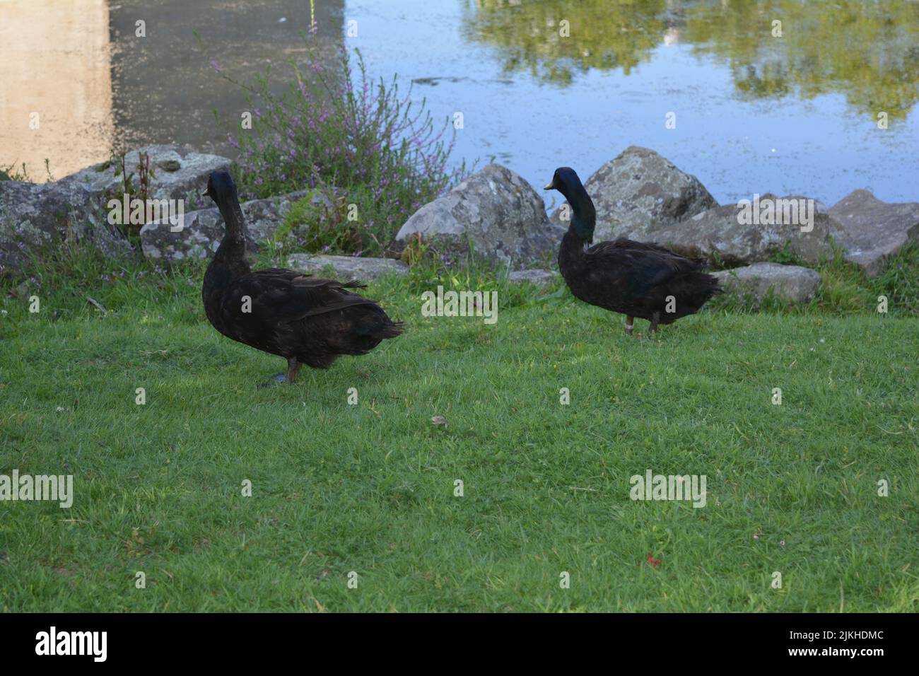 The two black ducks standing on the green grass by the reflective water ...