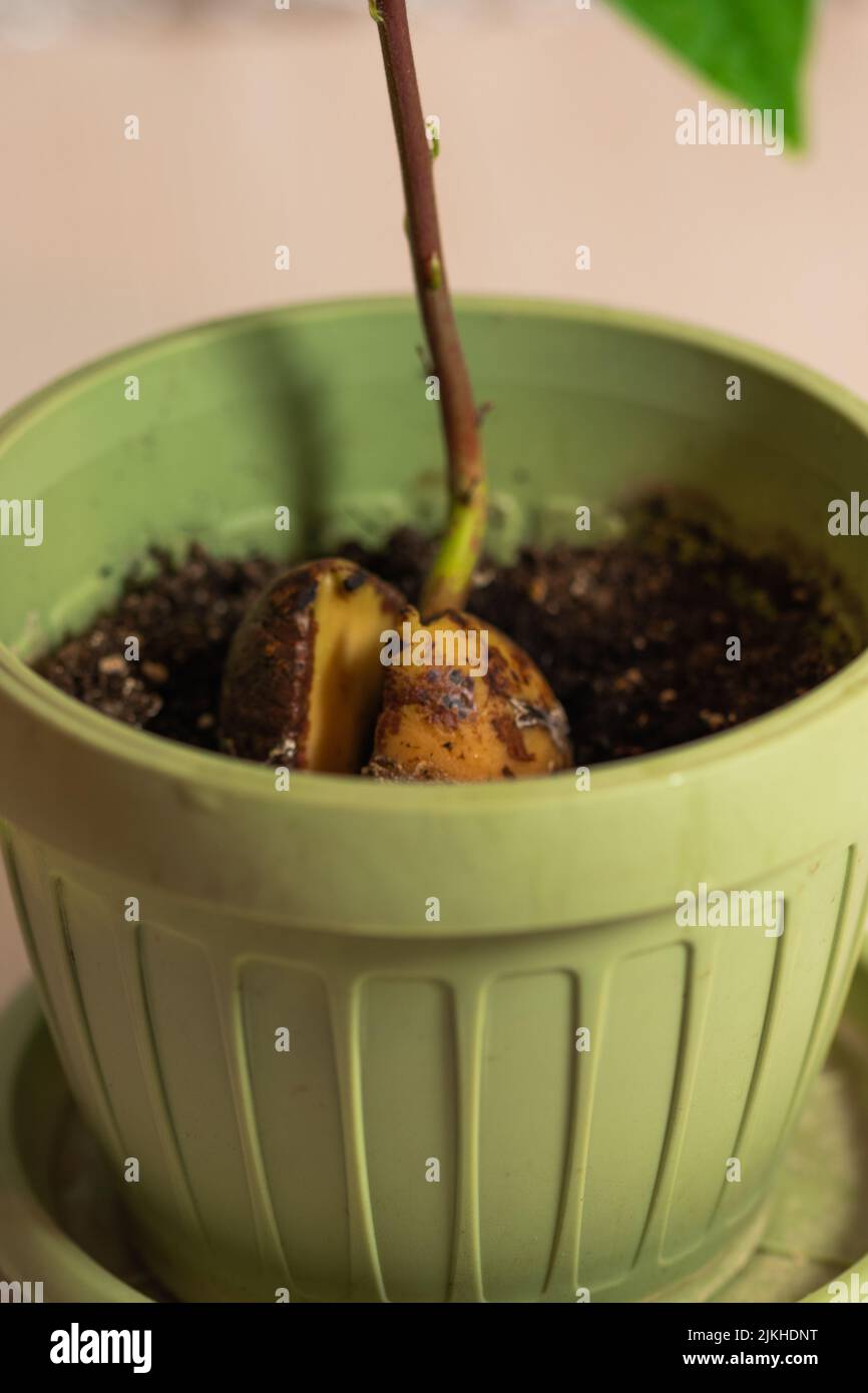 A vertical closeup of the bottom of an avocado plant in green pot Stock ...