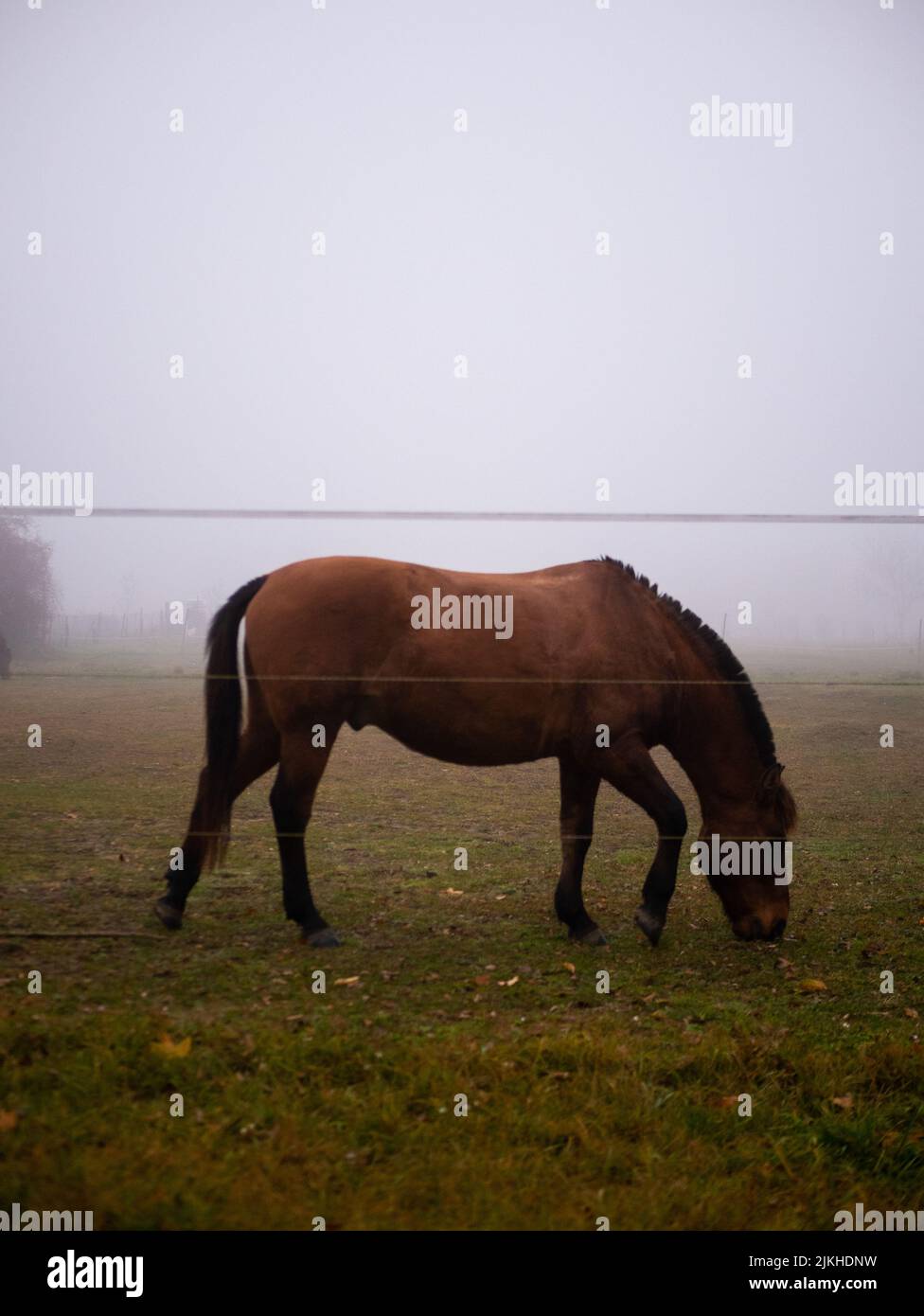 Hucul pony hi-res stock photography and images - Alamy