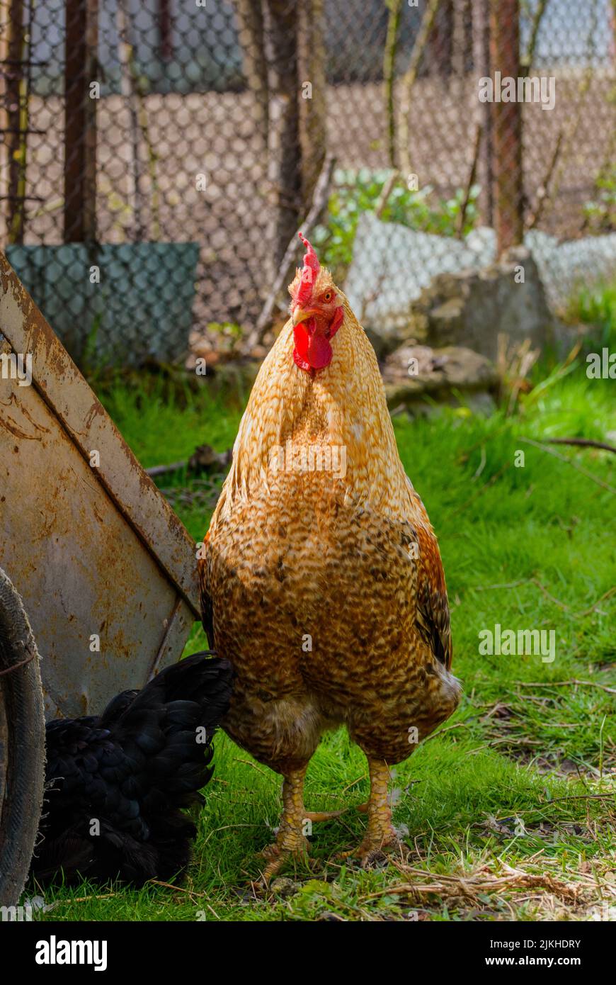 German chicken breed hi-res stock photography and images - Alamy