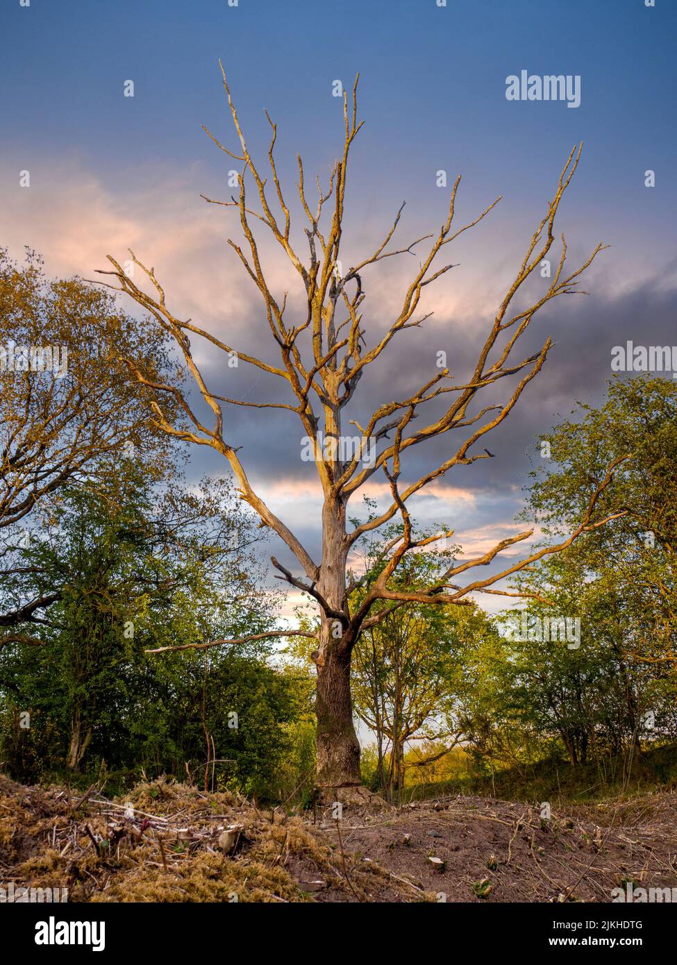 Deadwood forest hi-res stock photography and images - Alamy