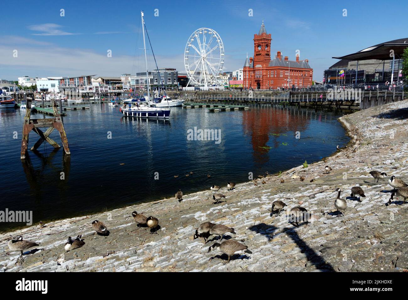 Victorian Pierhead Building, Senedd Building and Canada Geese, Cardiff ...