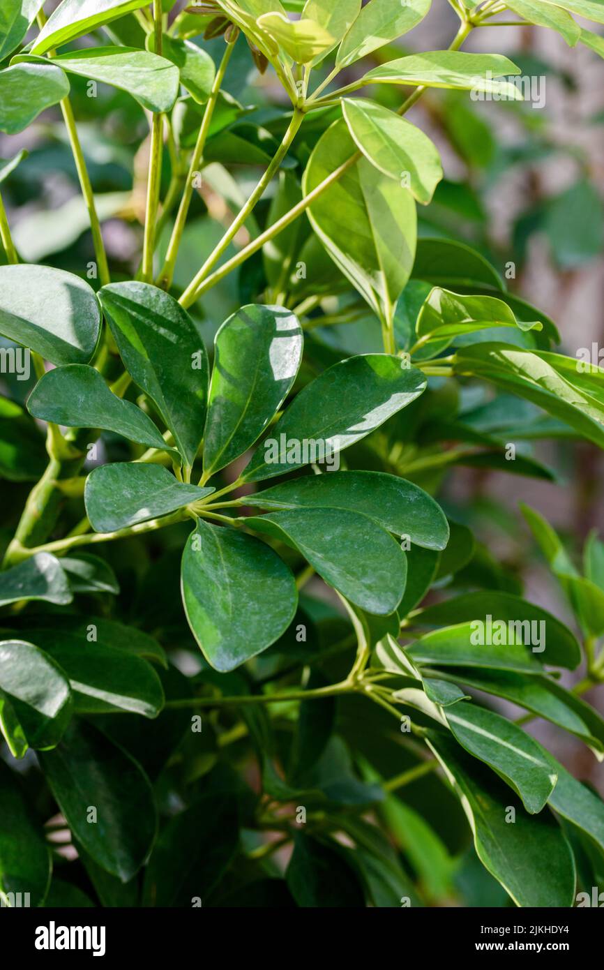 Umbrella tree hi-res stock photography and images - Alamy