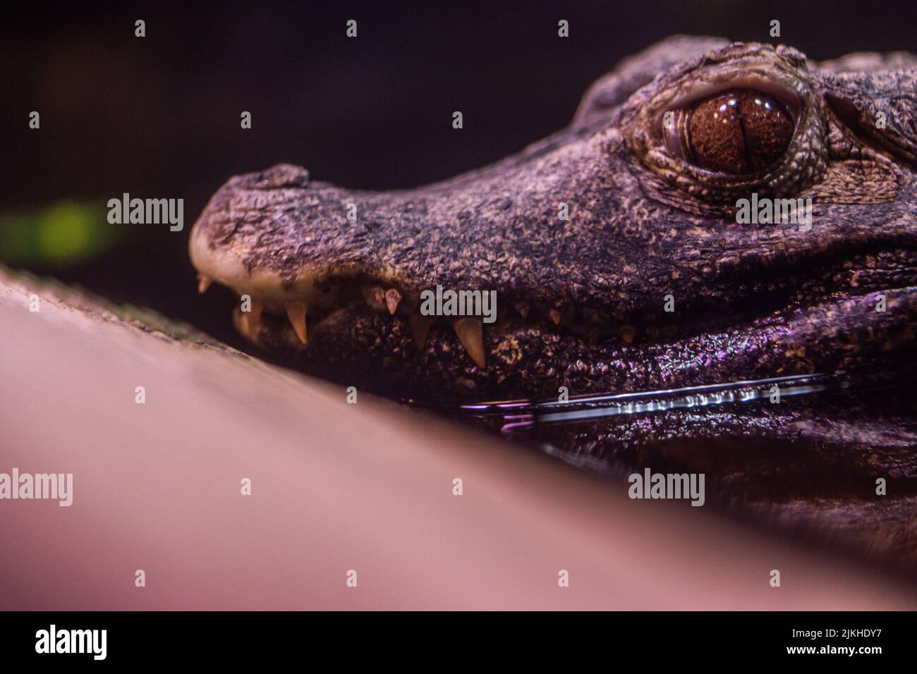 Species of caiman hi-res stock photography and images - Alamy