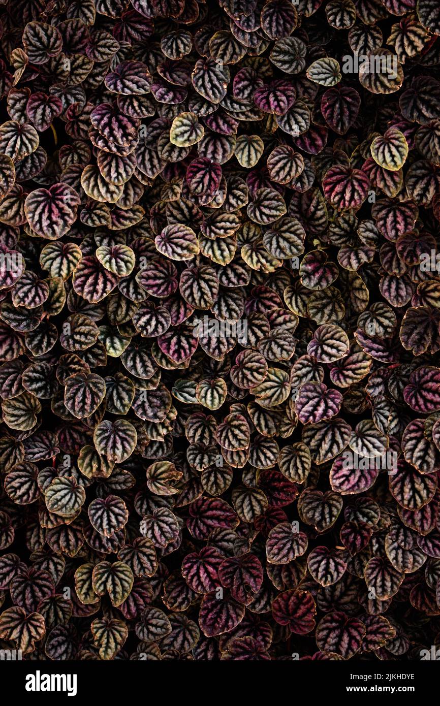 A vertical colorful fairy leaves background Stock Photo - Alamy