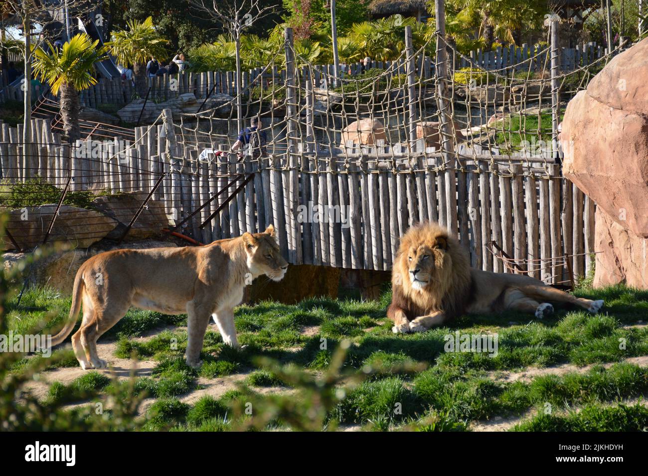 A sitting Eurasian Cave Lion and standing Eurasian Cave lioness on ...