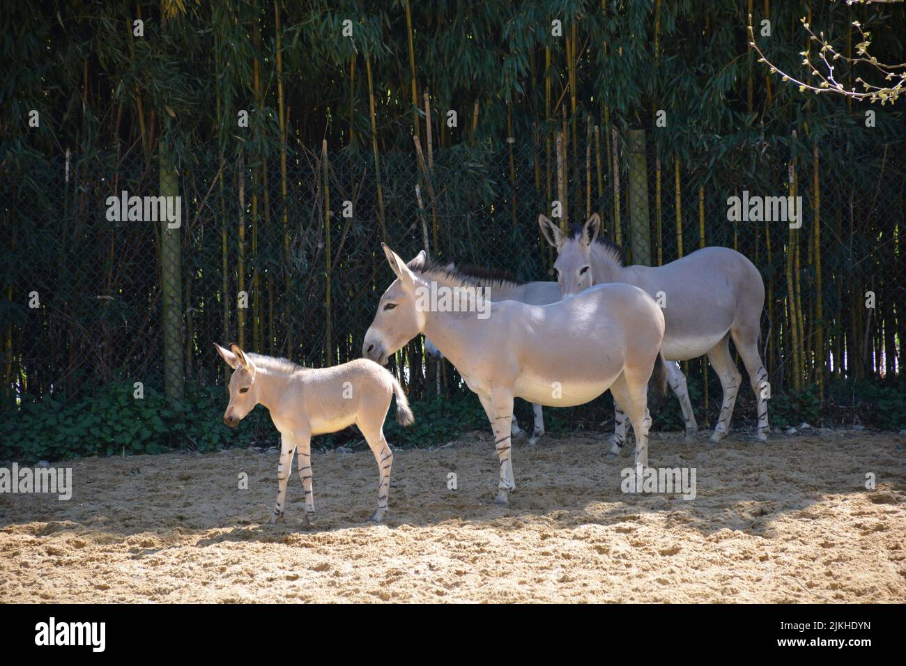 A family of Somali wild ass donkeys animals in the forest with sunlight ...