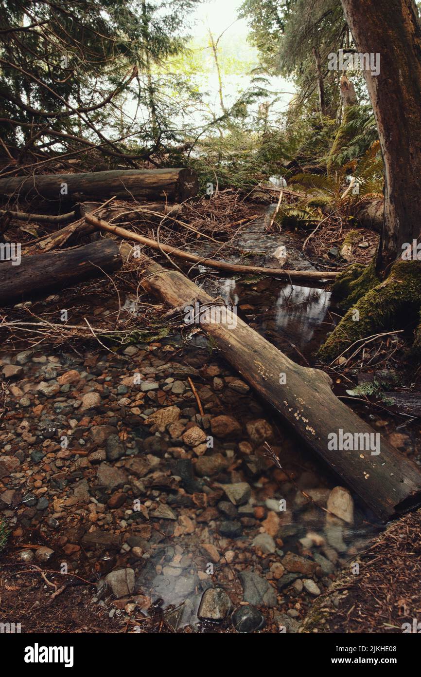 A vertical shot of tree trunks falling near river with trees and plants ...
