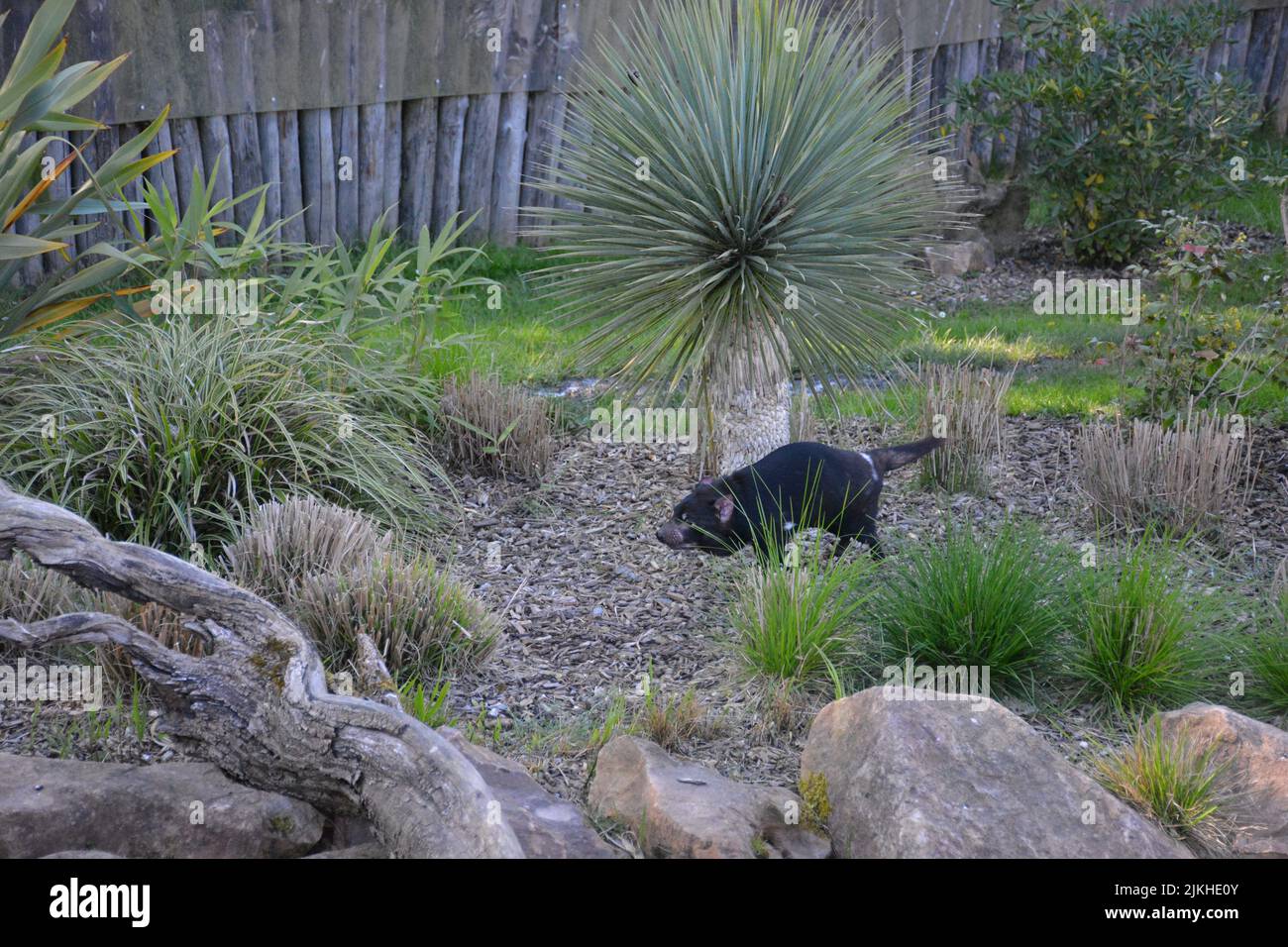 A Tasmanian devil in a distance with Beaked yucca plants and bushes in ...