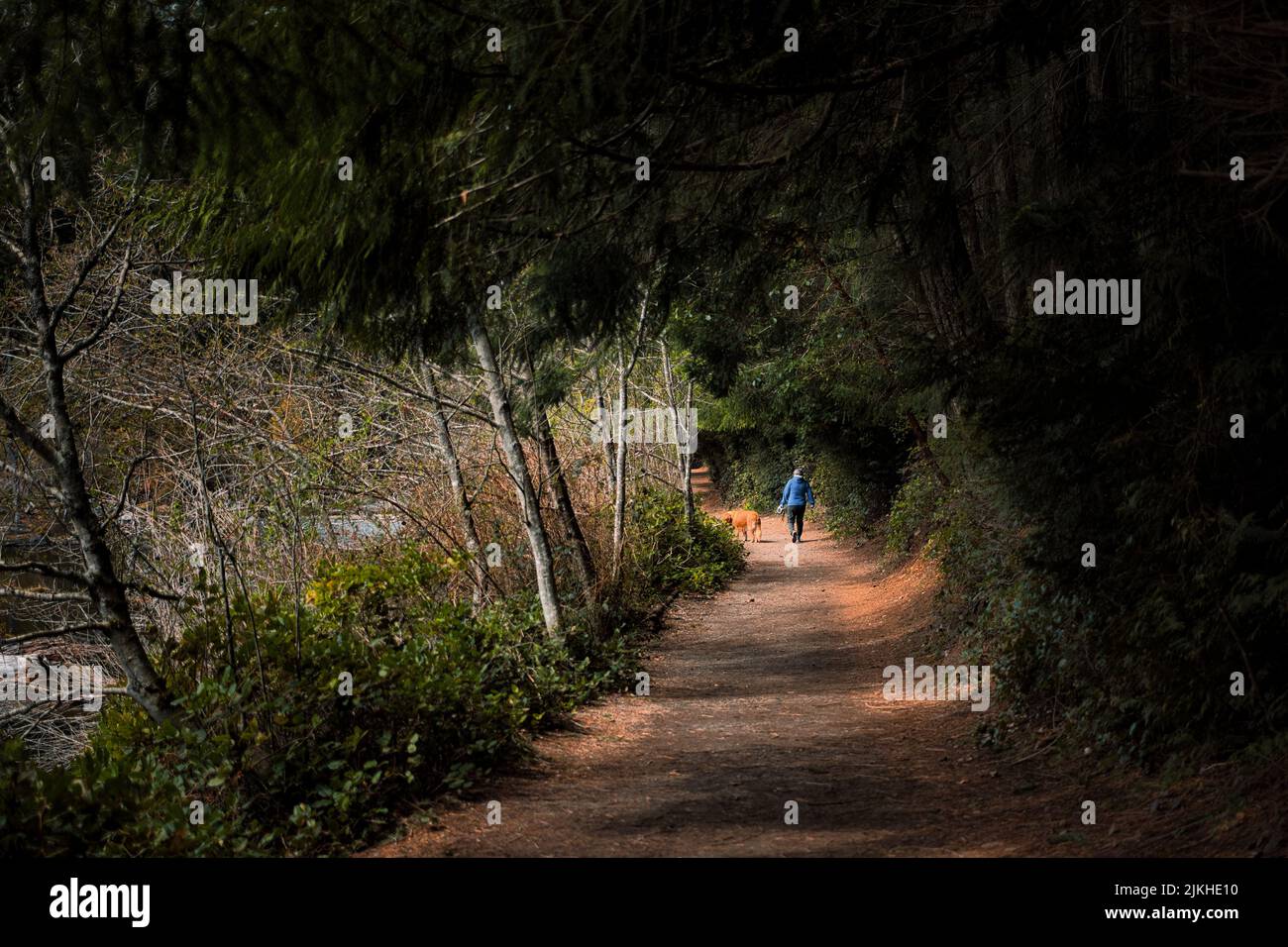 A park pathway with trees and grass in the forest and a male with a dog ...