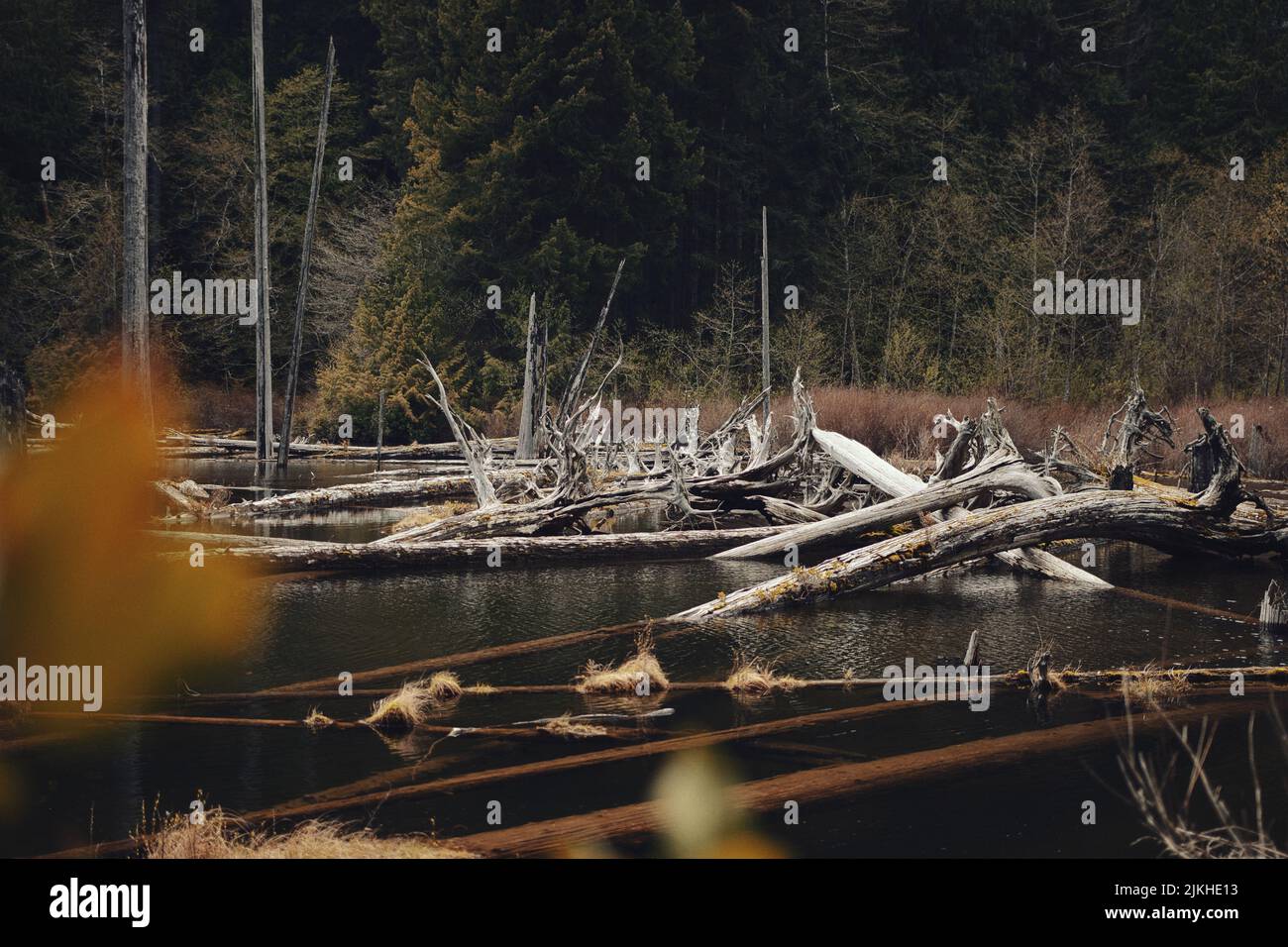 A many tree trunks fall and float on river with trees and plants in the ...