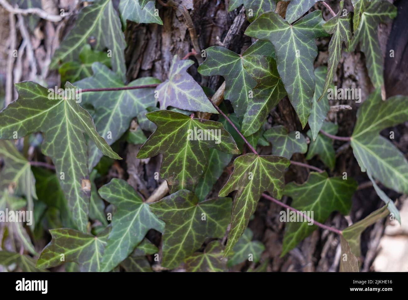 A scenic view of common ivy ground-creeping woody plants on a tree ...