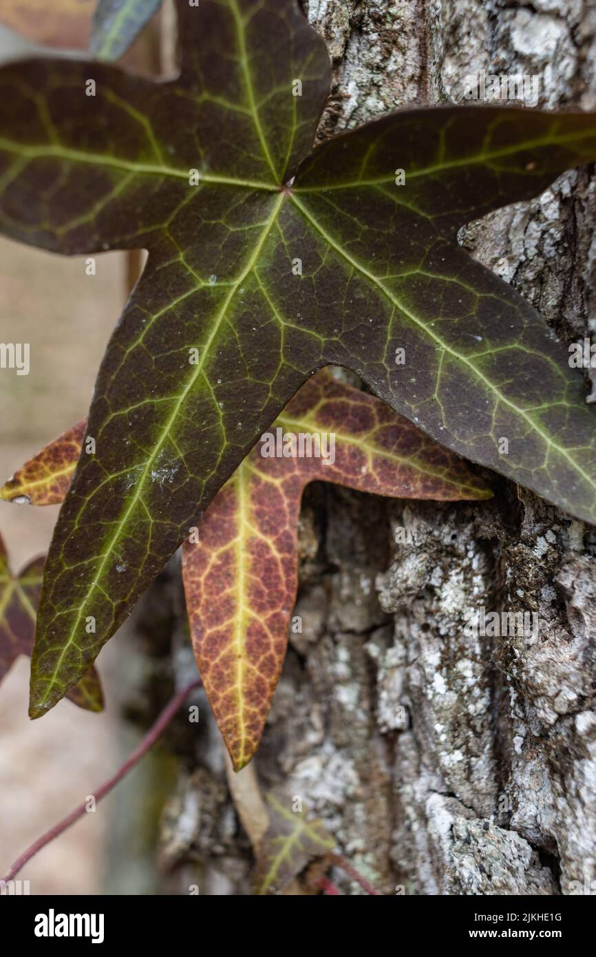 A vertical shot of common ivy ground-creeping woody plants on a tree ...