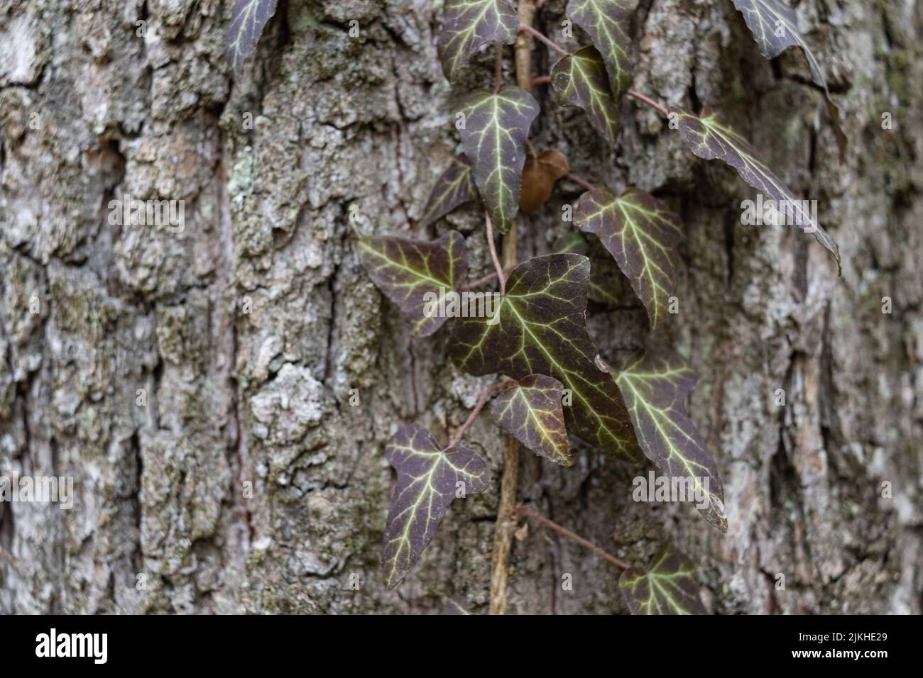 A scenic view of common ivy ground-creeping woody plants on a tree ...