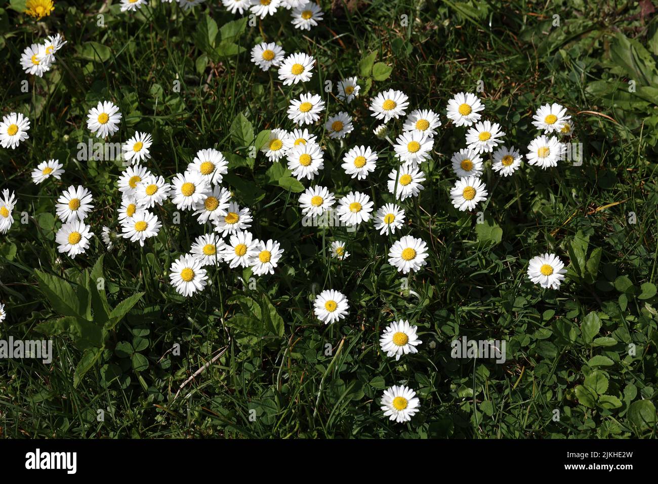 A group of white daisies in the meadow Stock Photo - Alamy