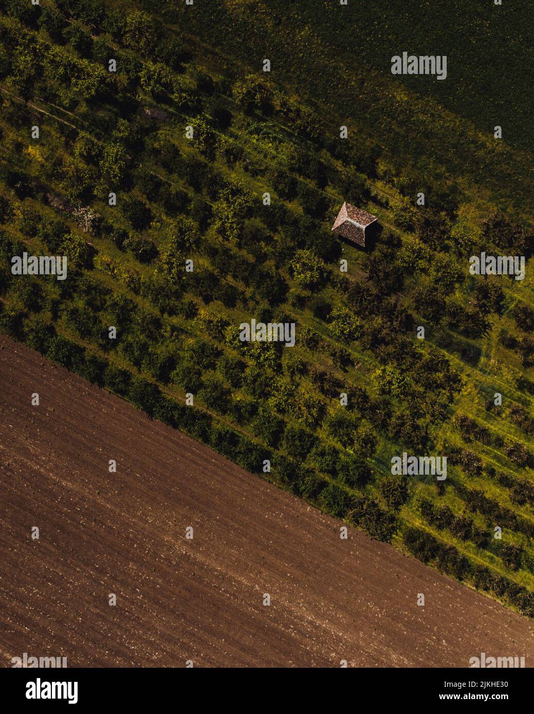 An aerial shot of the large meadows with aligned bushes and a rural ...
