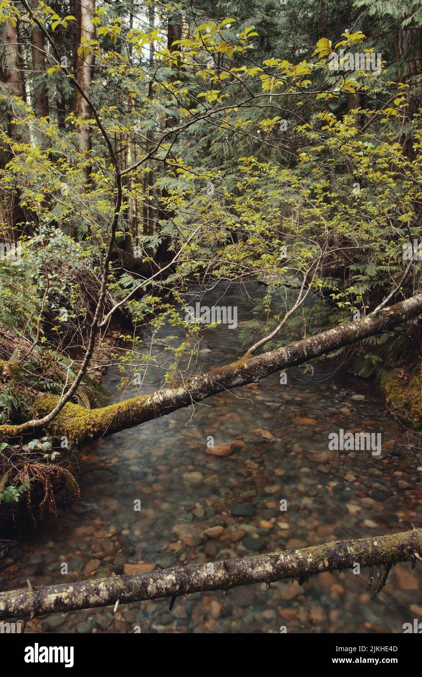 A vertical shot of tree trunks falling on river with trees and plants ...