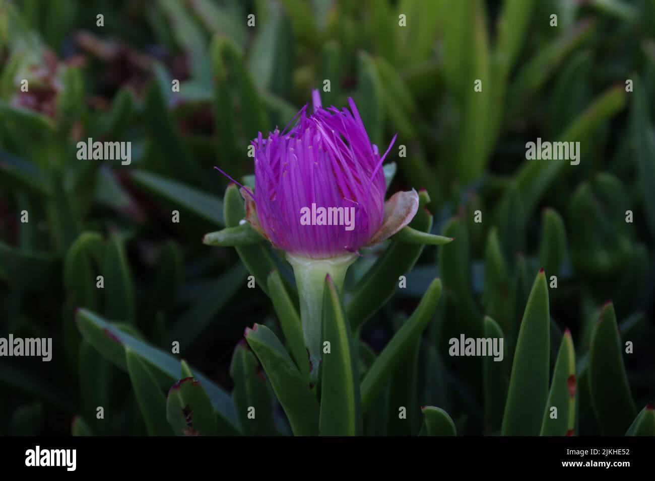 A shallow focus shot of a Chilean Sea Fig flower with burred green ...