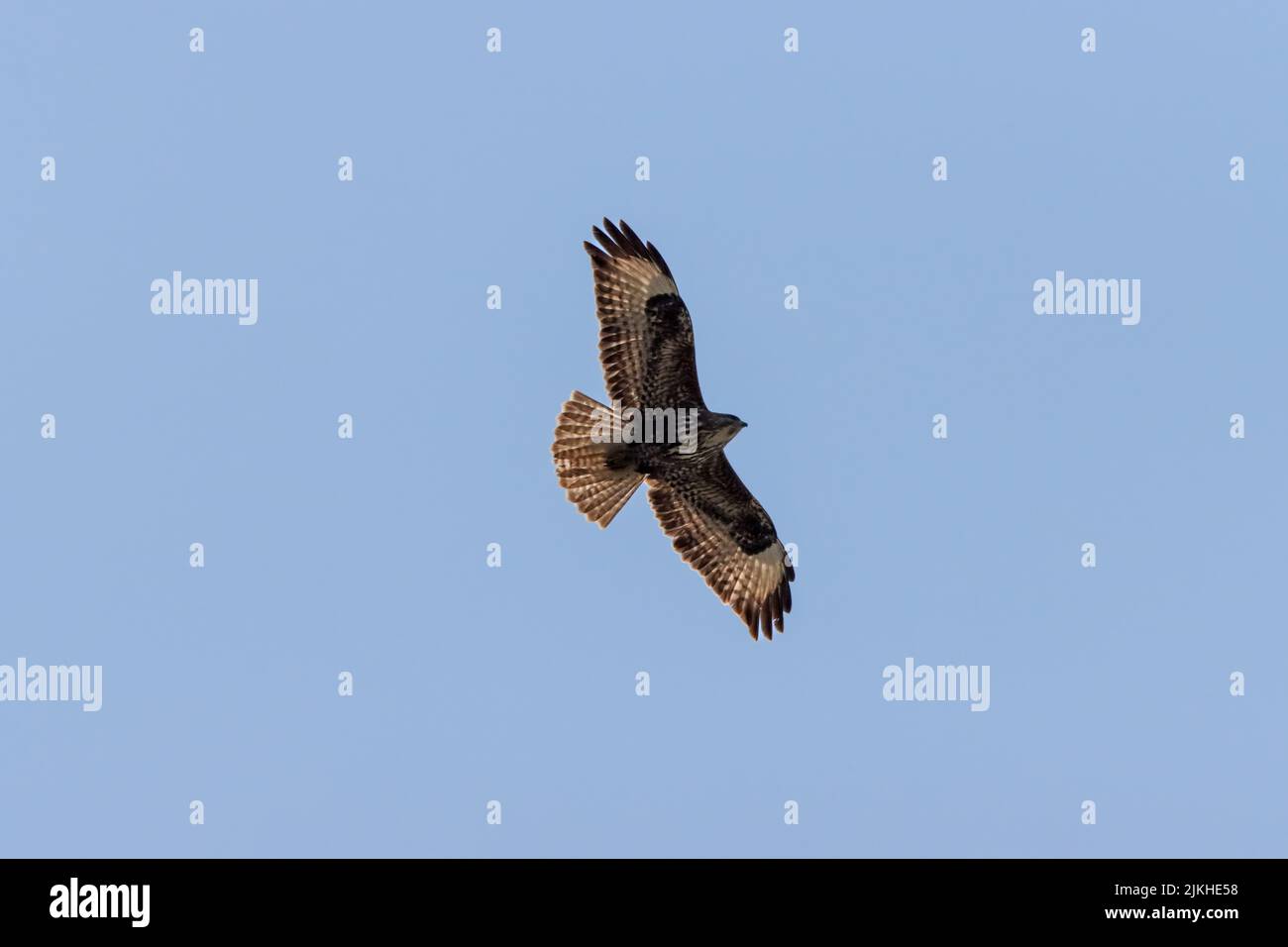 Buzzard feather hi-res stock photography and images - Alamy