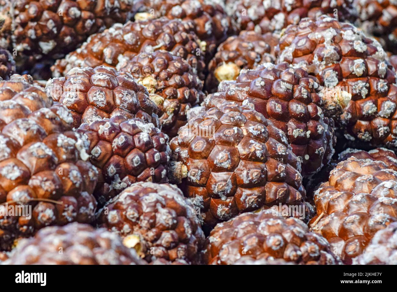 Pine cone harvesting hi-res stock photography and images - Alamy