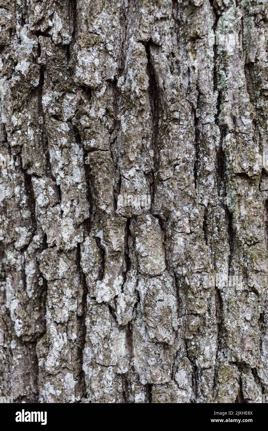 A vertical shot of a wooden tree trunk texture in a forest Stock Photo ...