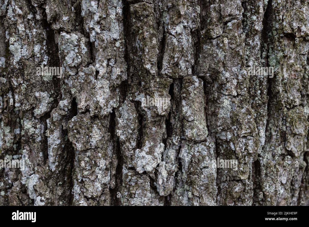 Texture tree trunk hi-res stock photography and images - Alamy