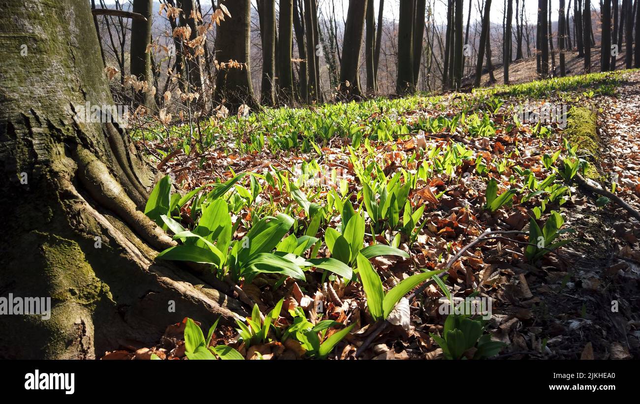 A scenic view of green ramsons growing in a forest in Hungary in sunny ...