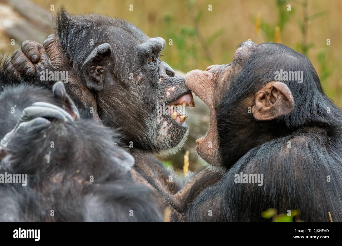 Two cute chimpanzees playing together in a zoo in a blurred background ...