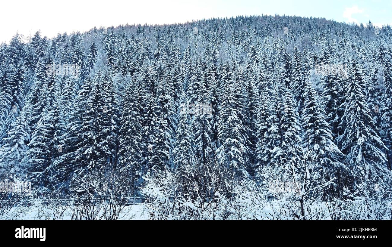 A scenic view of a forest with snowy trees in an Alpine forest in ...