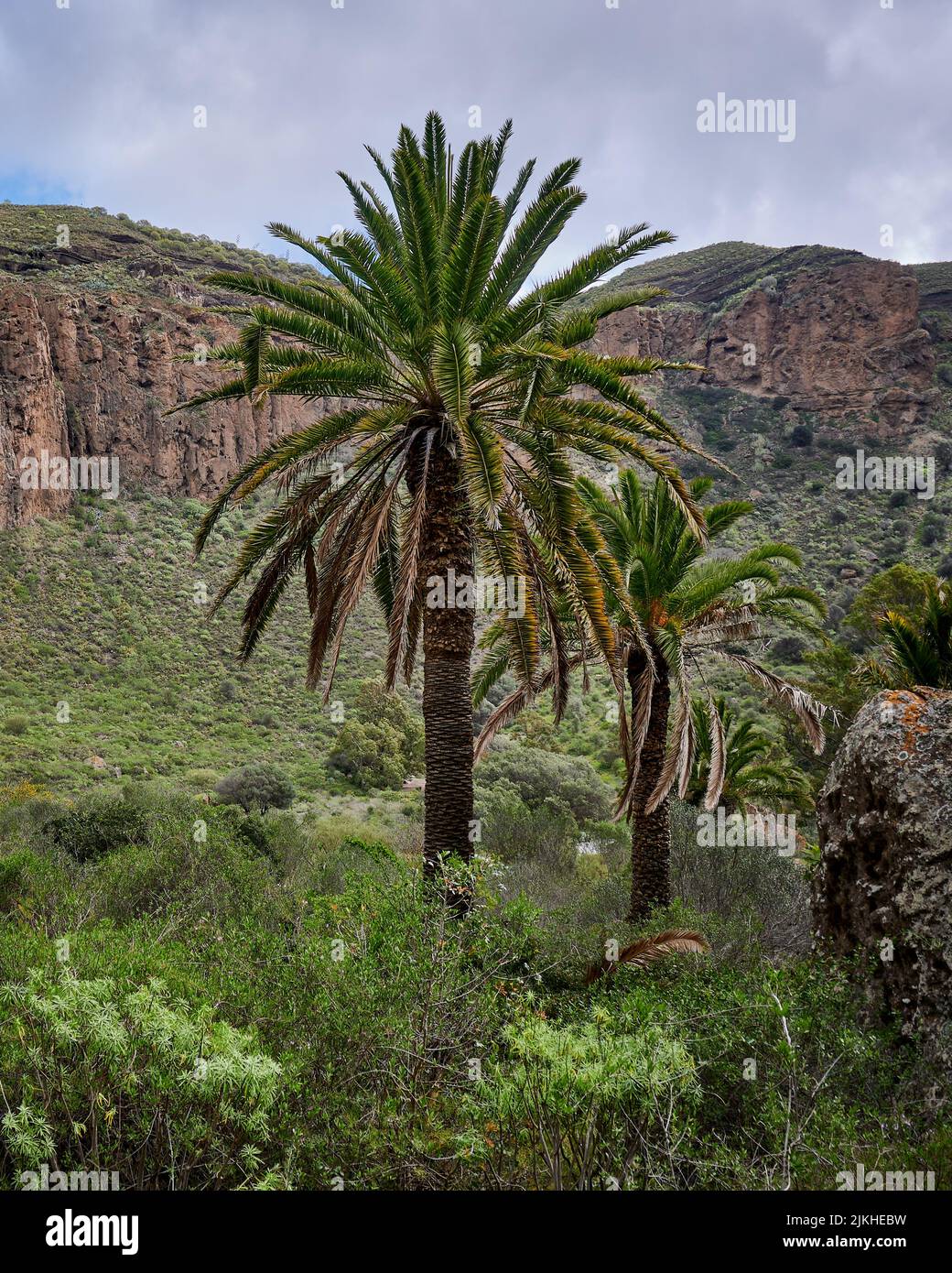 A view of the palm trees on the mountain background in Caldera de ...