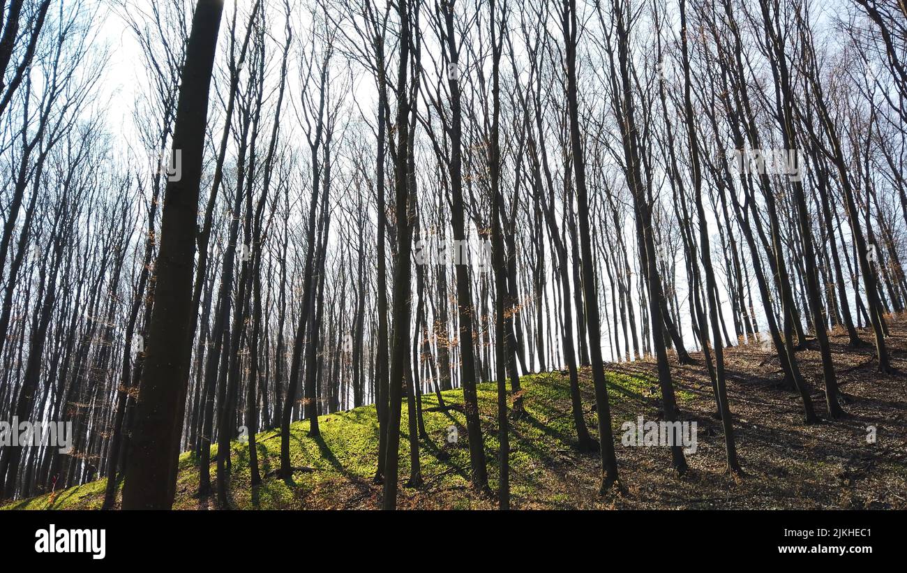 A scenic view of tall wooden trees in a forest in daylight in Hungary ...