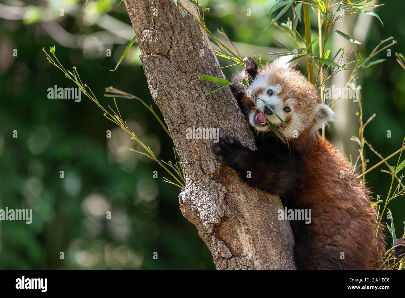 A scenic view of a red panda eating bamboo on a tree in a blurred ...