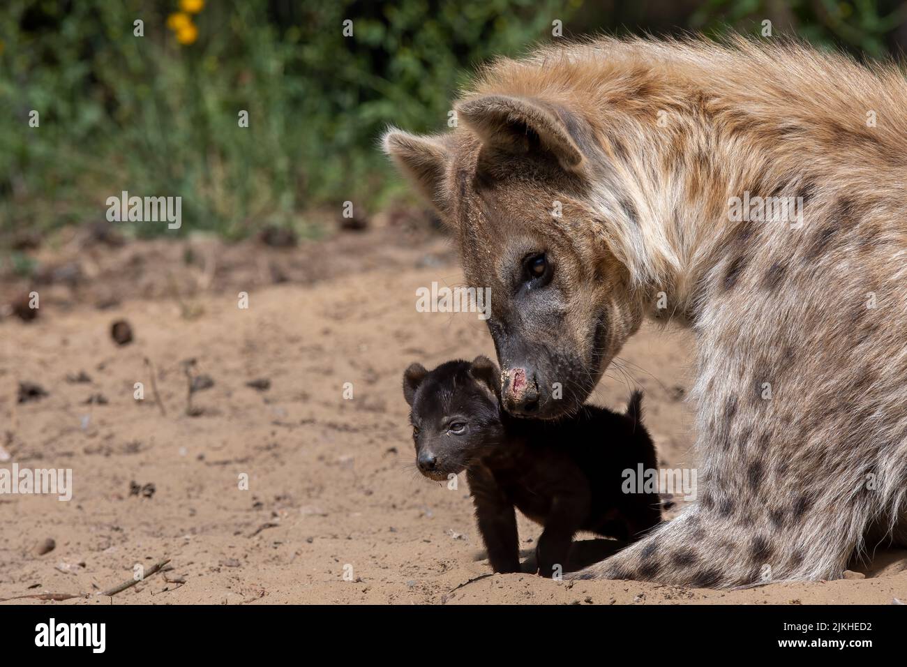 A closeup shot of a mother hyena with her newborn puppy in a zoo in a ...