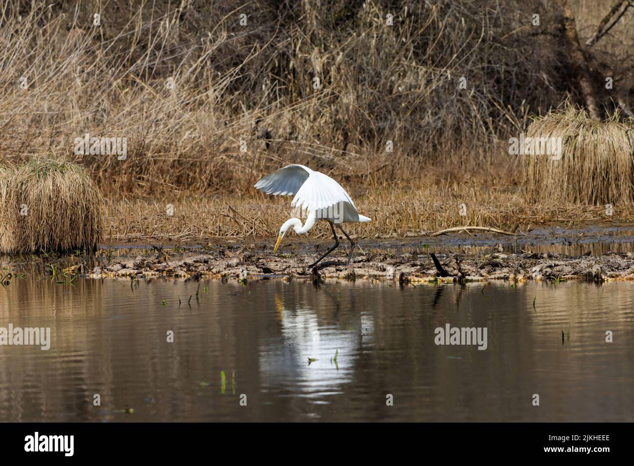 A Great egret bird perched by the lake - bird reflection in the shallow ...