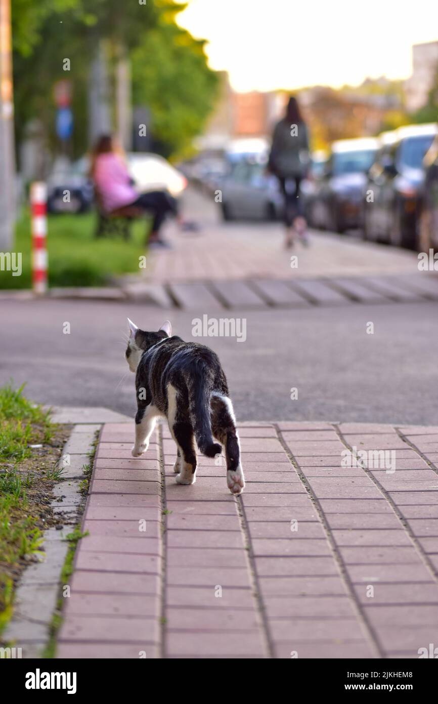 Cat walking a cobbled street hi-res stock photography and images - Alamy