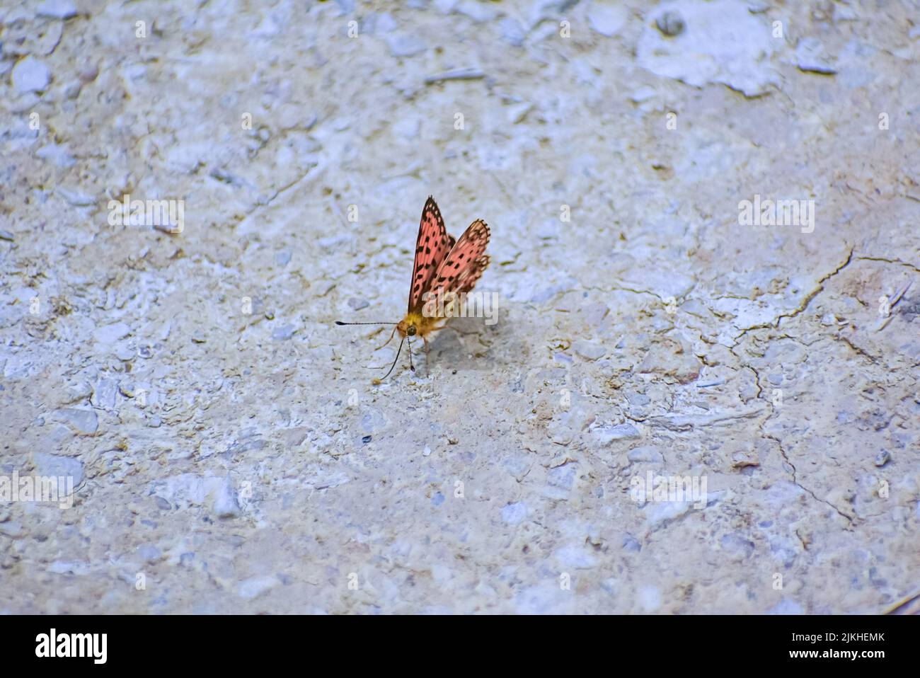 Phalanta phalantha phalantha hi-res stock photography and images - Alamy
