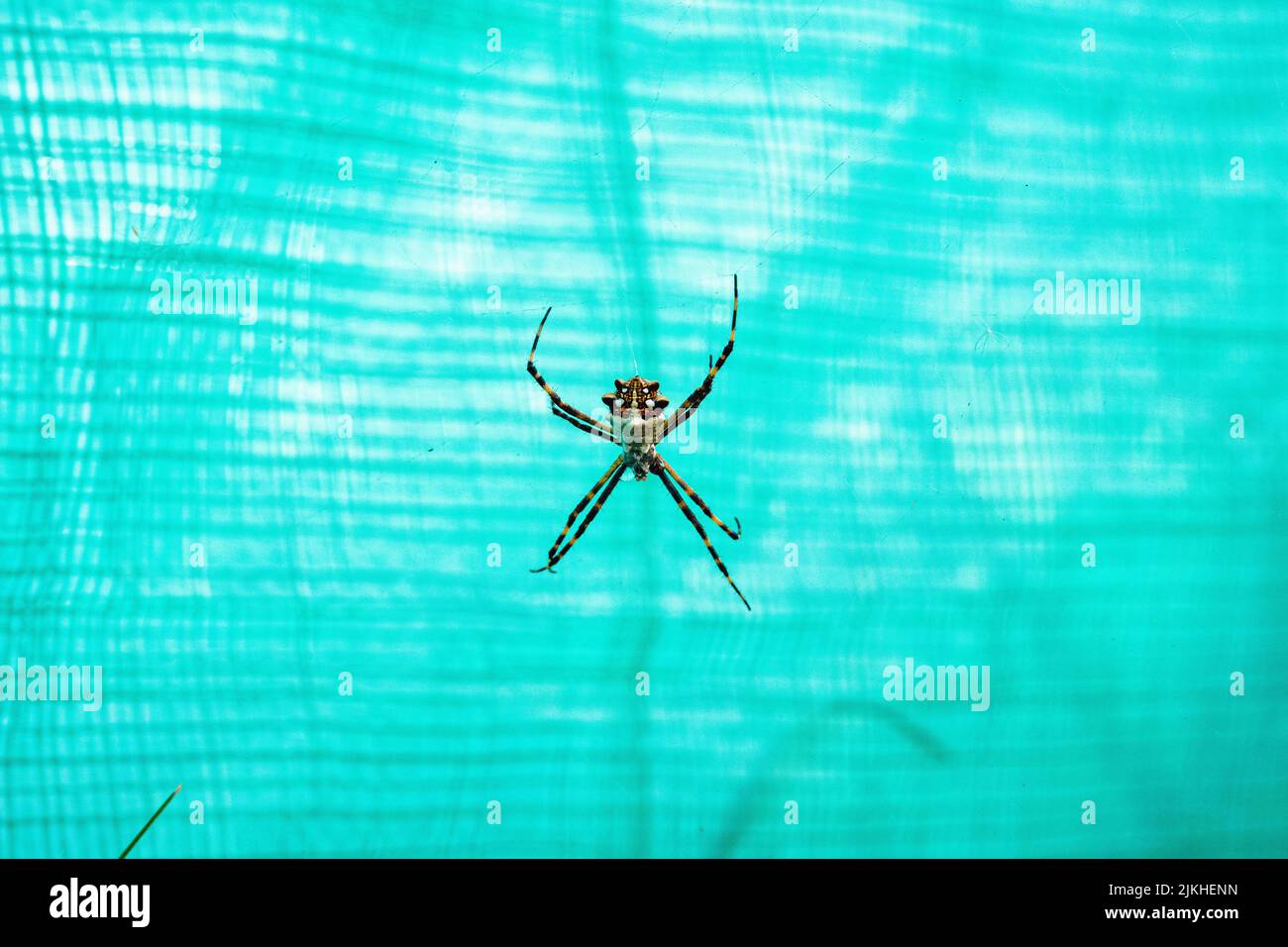 A shot of a Silver Argiope spider on an invisible web with a blue ...