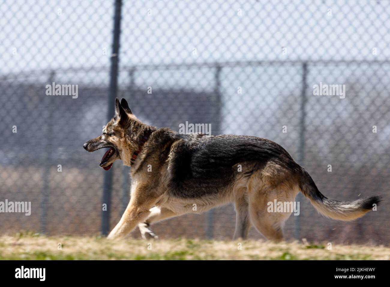 A German Shepherd dog running on a sunny day in a park Stock Photo - Alamy