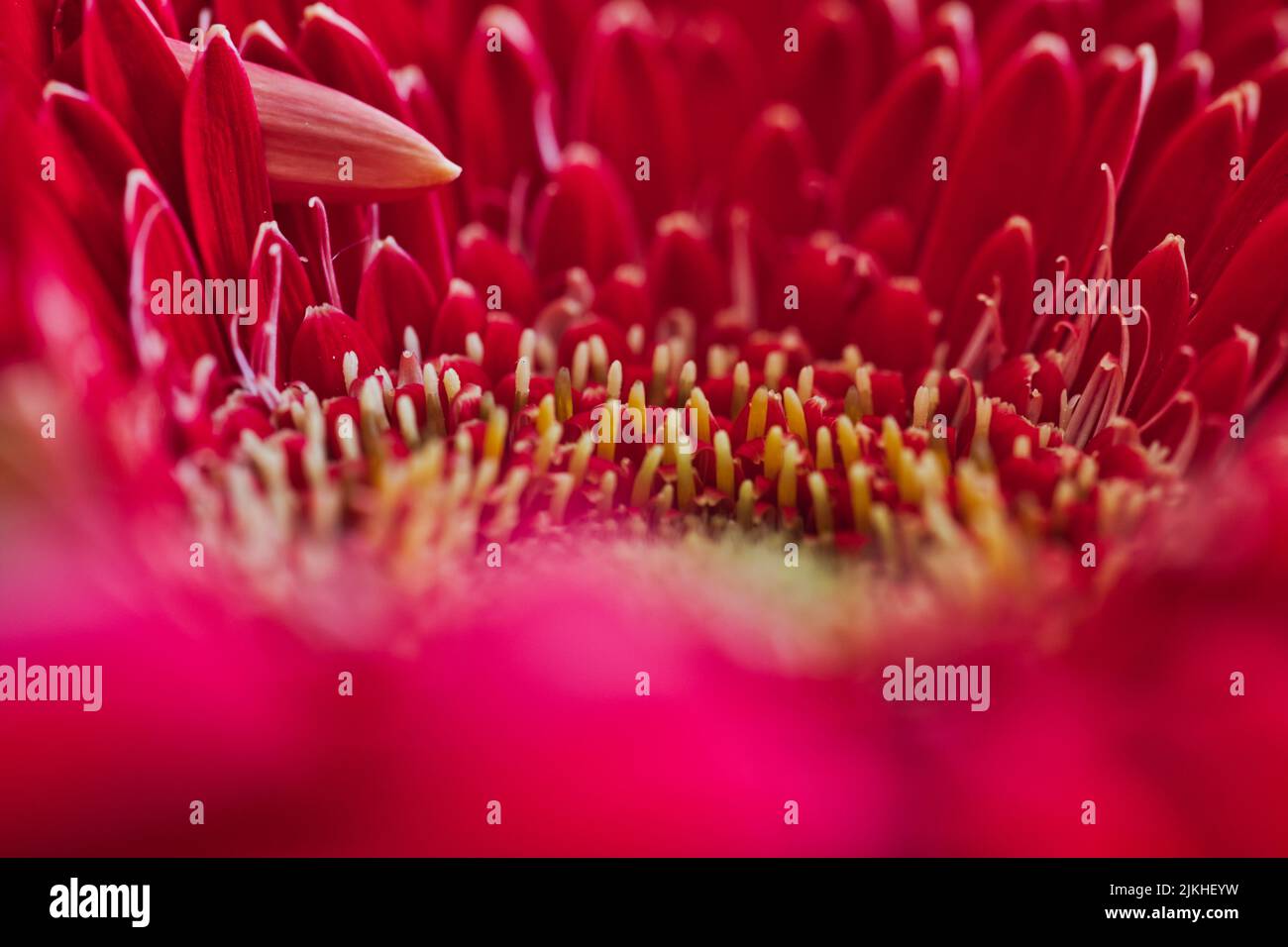 Inside a flower texture hi-res stock photography and images - Alamy