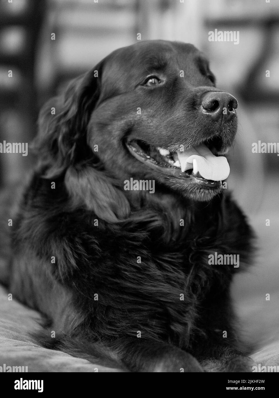 A vertical grayscale shot of a Labrador Retriever dog with its mouth ...