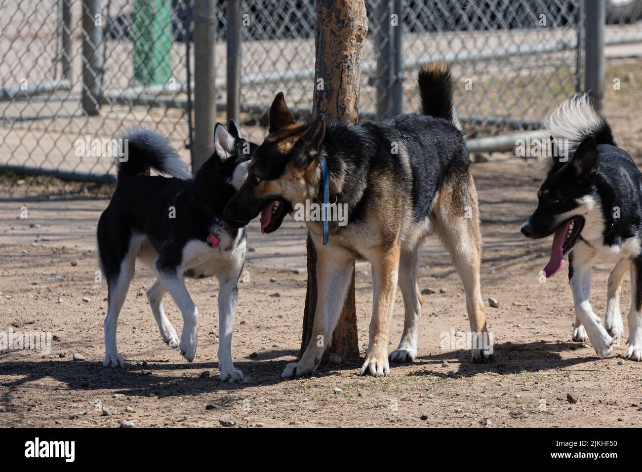 A Lapponian herder, a German Shepherd and a Siberian Husky playing with ...