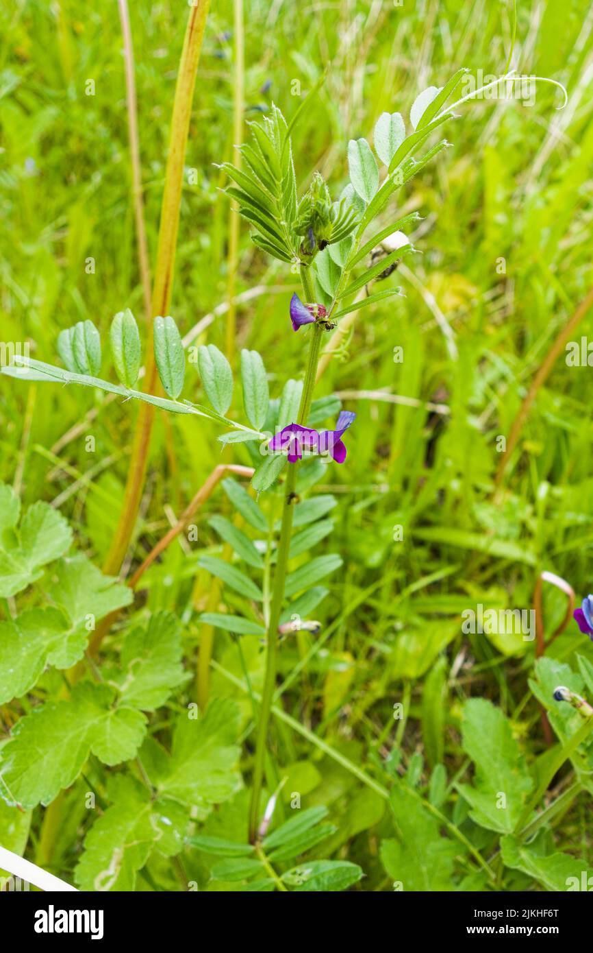 Nitrogen fixing hi-res stock photography and images - Alamy