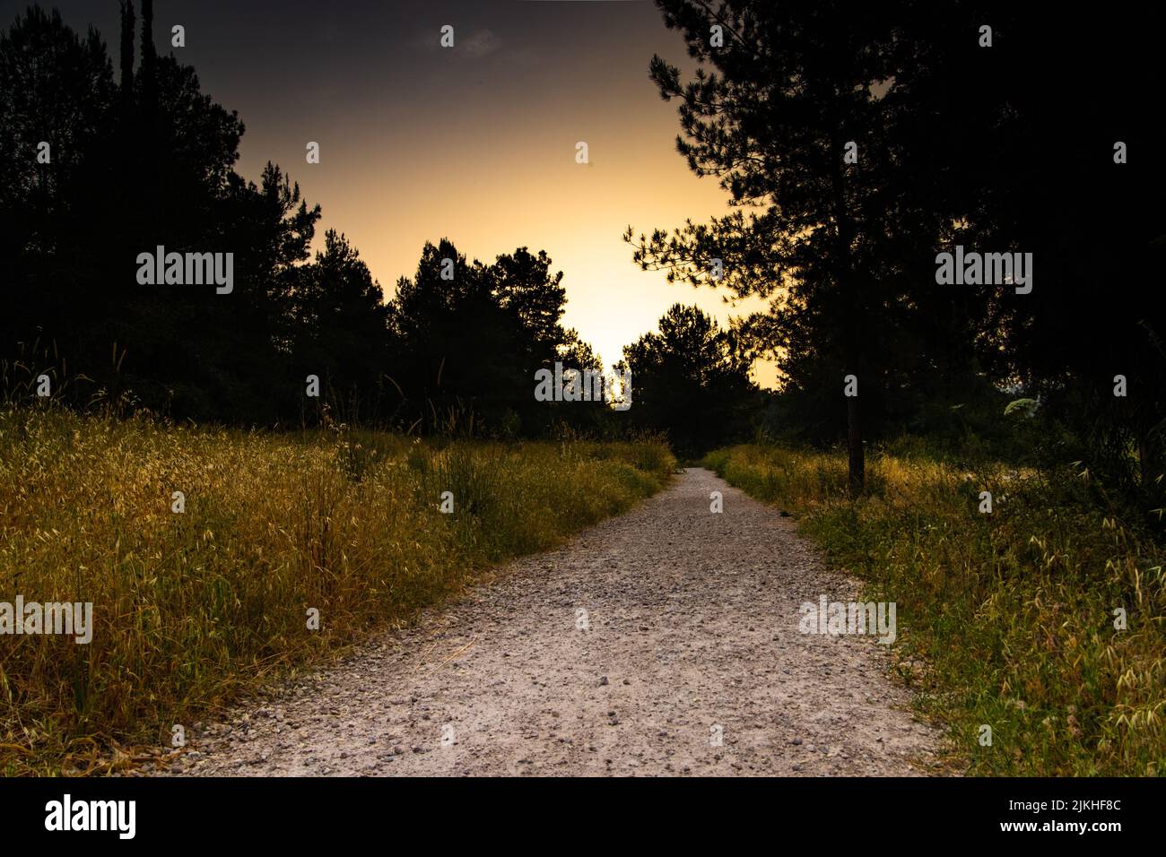 A narrow pathway between grass and trees in a forest during sunrise ...