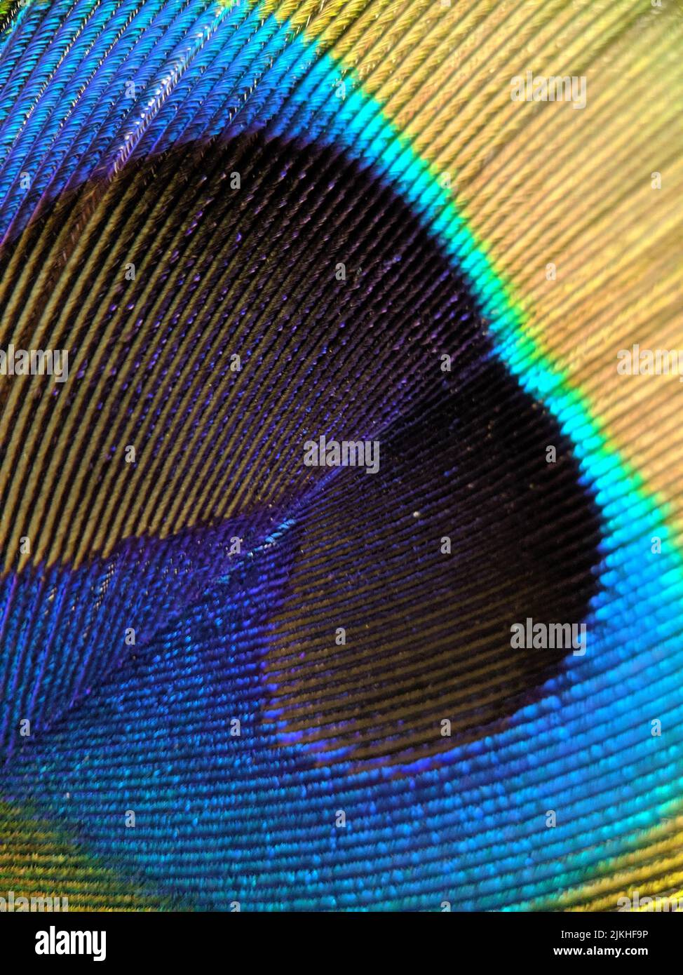 A closeup of a beautiful peacock feather - perfect for background Stock ...