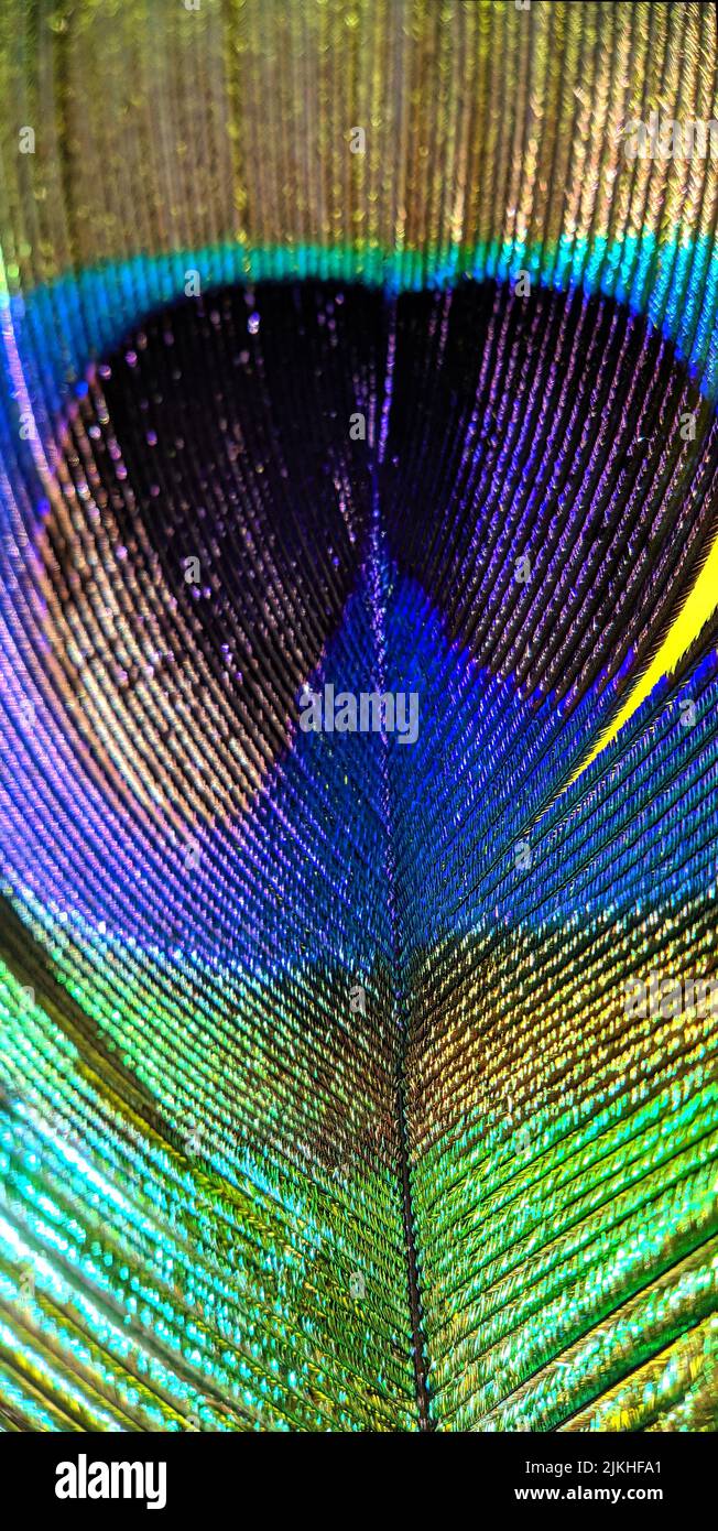 A closeup of a beautiful peacock feather - perfect for background Stock ...
