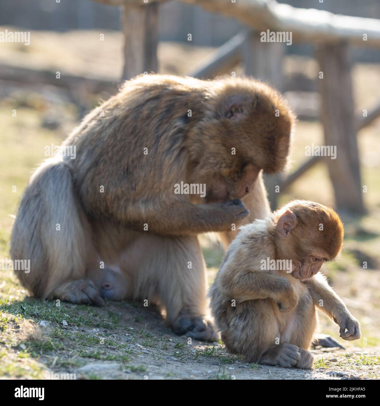 Monkey garden hi-res stock photography and images - Alamy