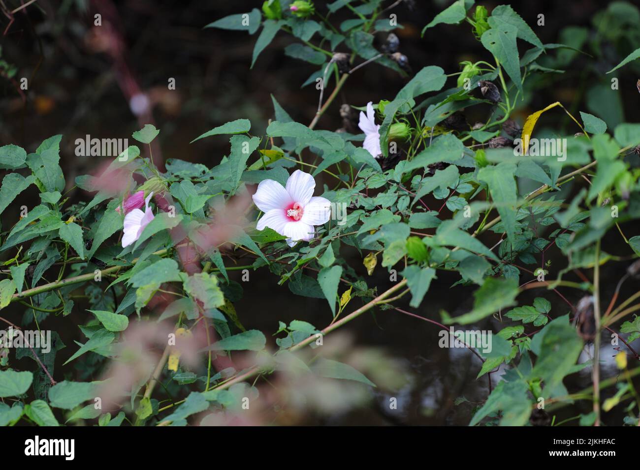 A white hibiscus flower with a red center on twig with green leaves in ...